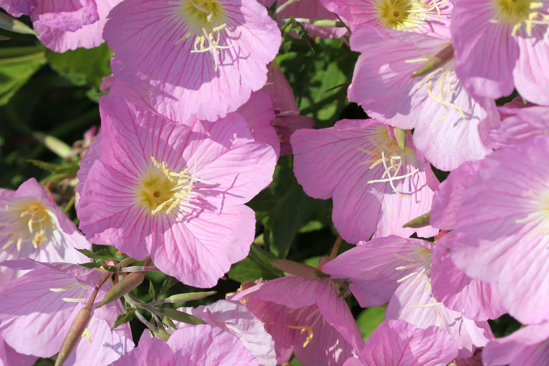 Dusk's Delights: Discovering the Magic of Evening Flowers - itechfy