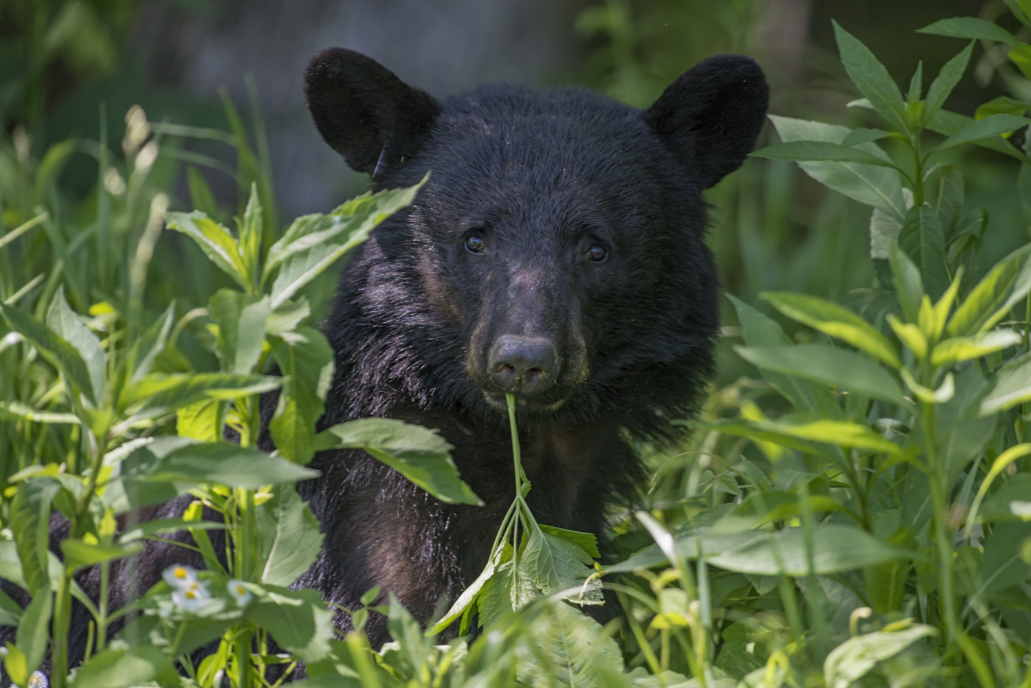 Discover the Untamed Beauty: Anan Bears Watching Tour in Wrangell ...