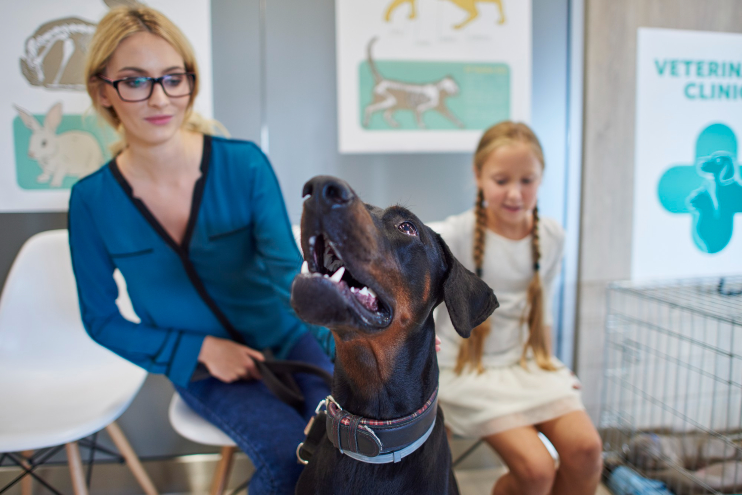 Understanding Therapy Dogs - itechfy